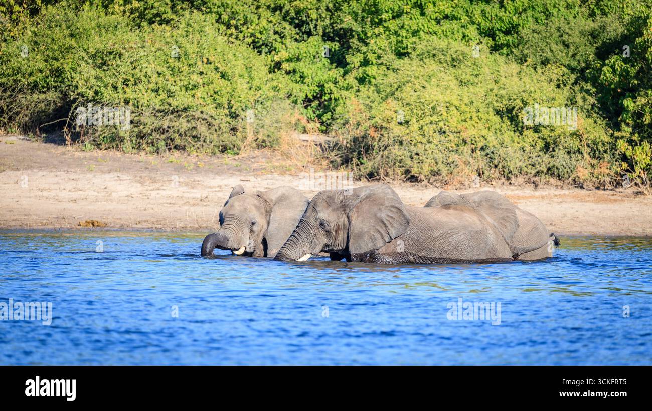 Two African elephants bathing in the Chobe River in Botswana Stock ...