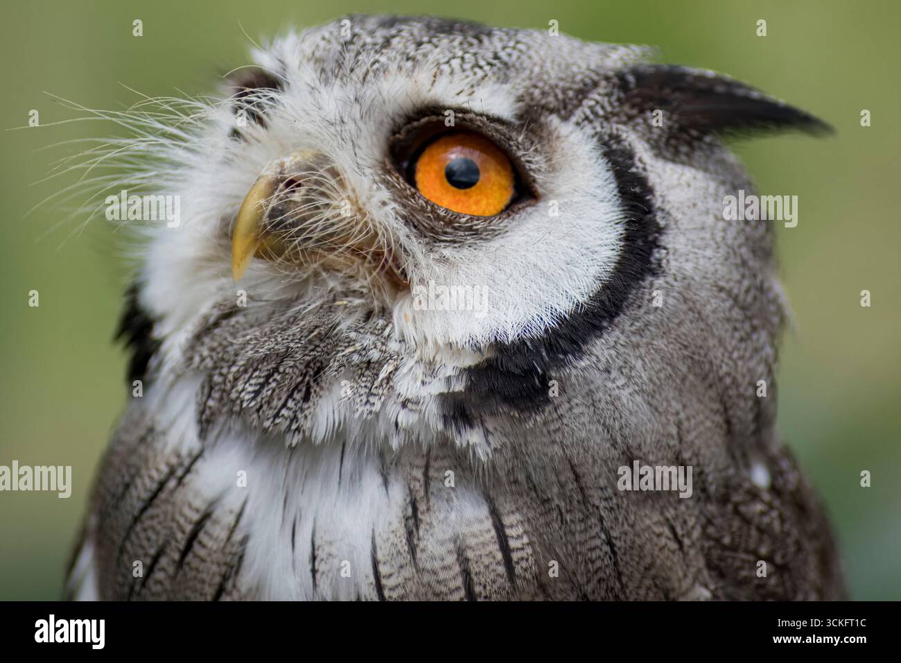 The Northern White-Faced Owl (Ptilopsis leucotis) is a species of owl ...