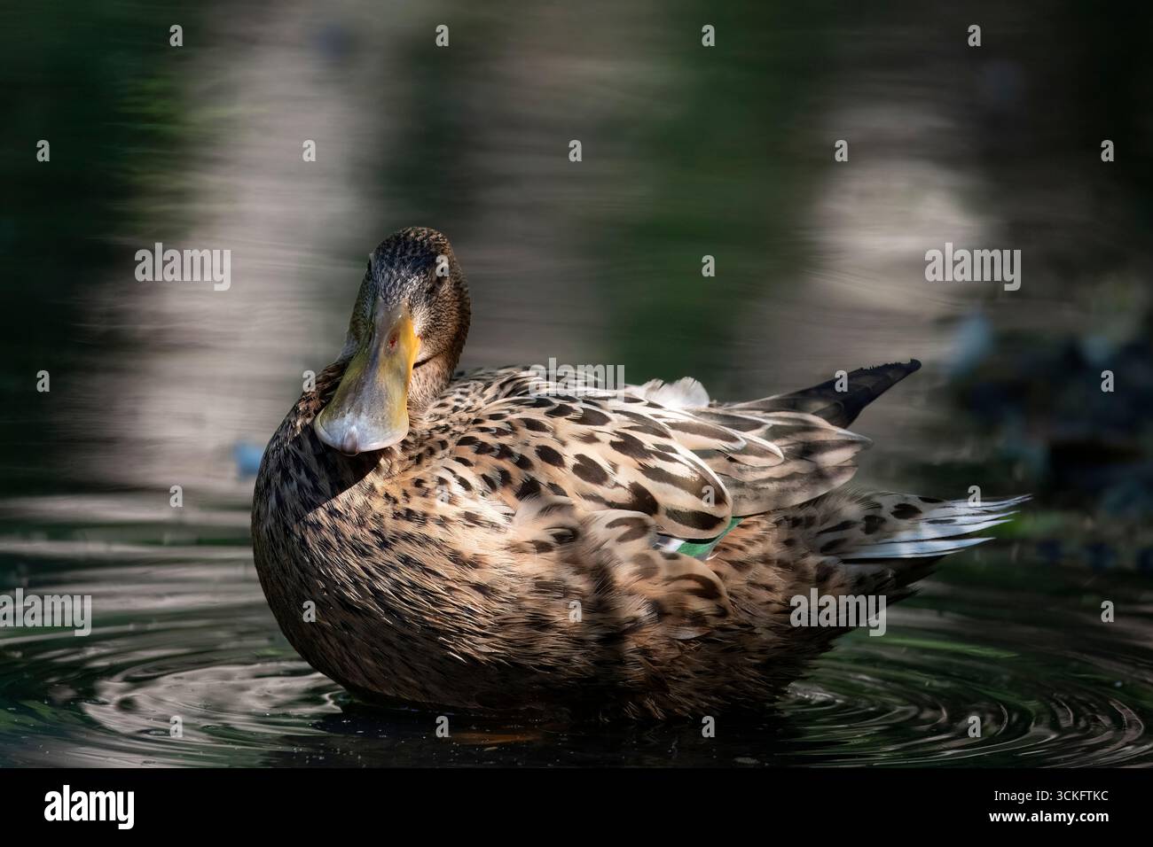 The Northern Shoveler (Spatula clypeata), known simply in Britain as ...