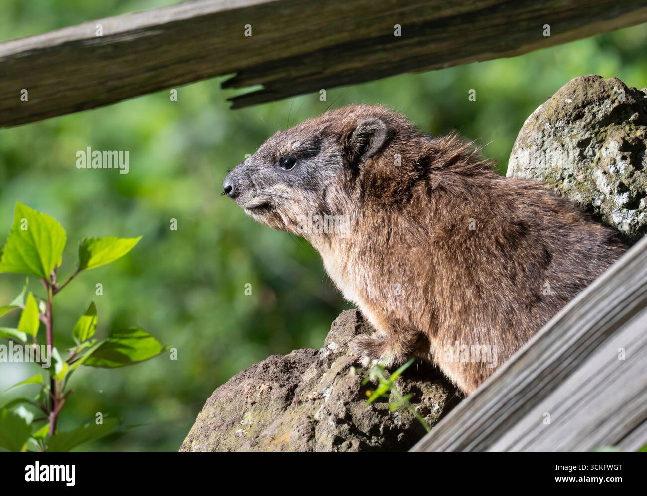 Rock hyrax (Procavia capensis) resting on rocks near abandoned mine in ...