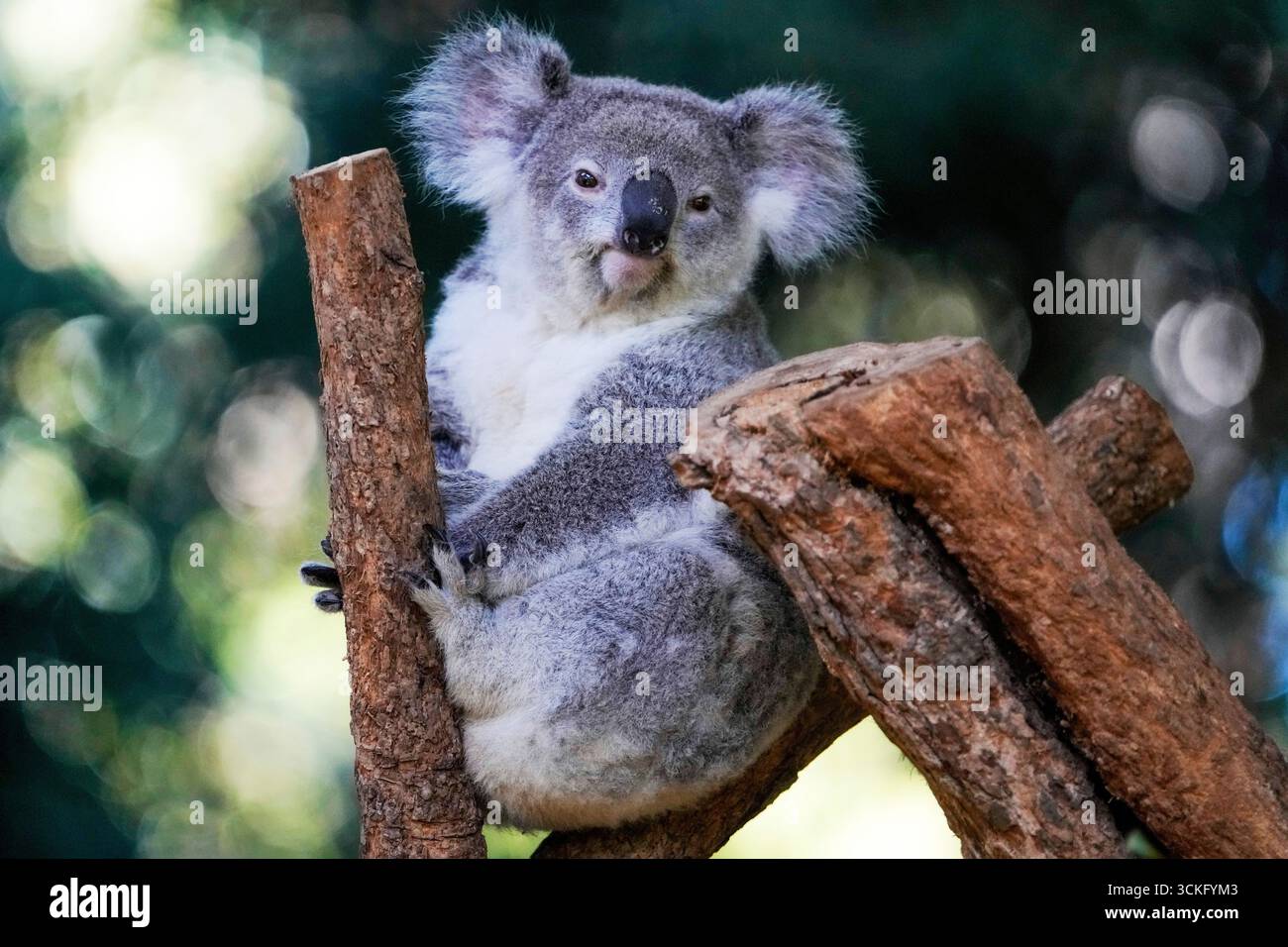 FILE - A koala sits in a tree at a koala park in Sydney, Australia, May ...