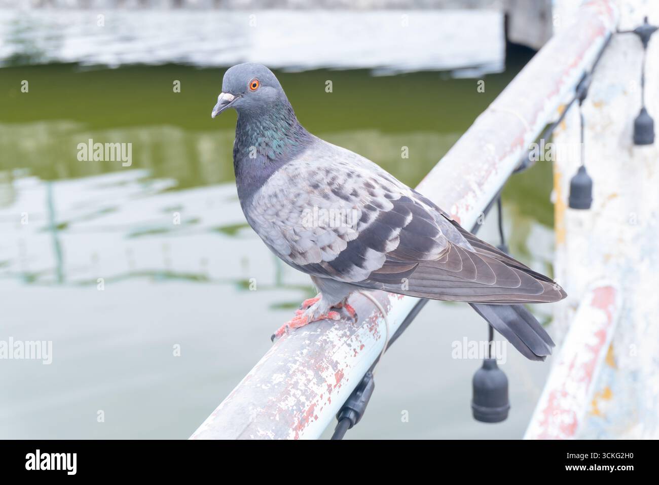 Grey pigeon looking around on hi-res stock photography and images - Alamy