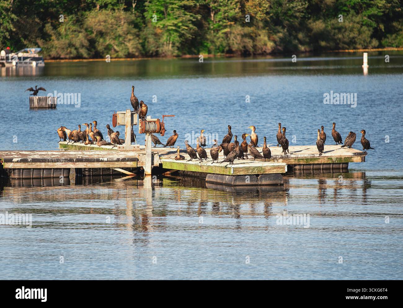 Cormorants on a dock at Nockamixon State Park, Pennsylvania, USA ...