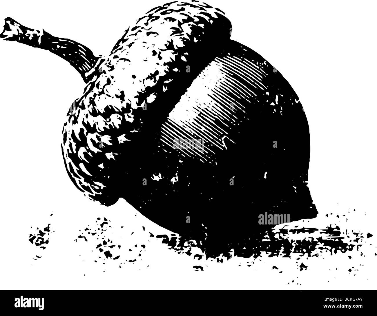 Grunge black and white acorn illustration for fall design Stock Vector ...