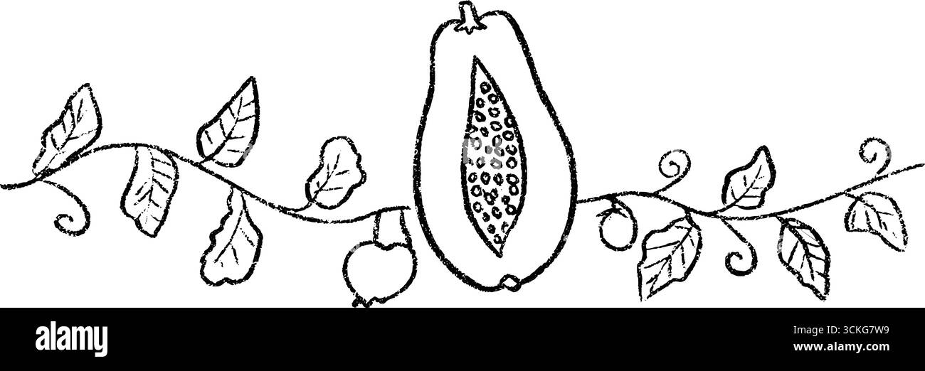 Hand drawn doodle border featuring papaya and leaves for creative ...