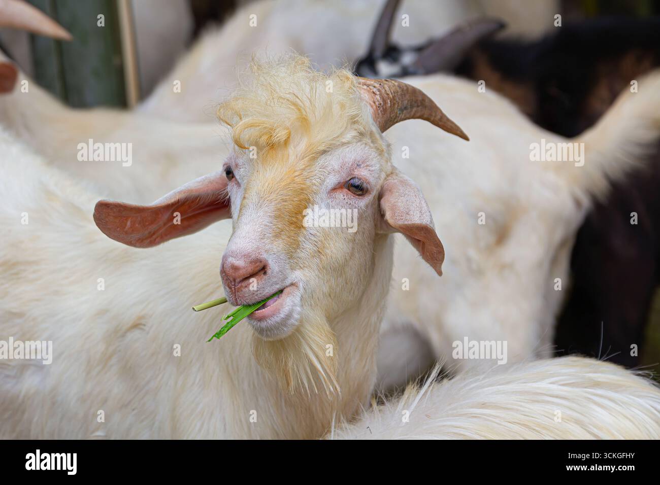 Beautiful hybrid Saanen Anglo Nubian goat eating grass Stock Photo - Alamy