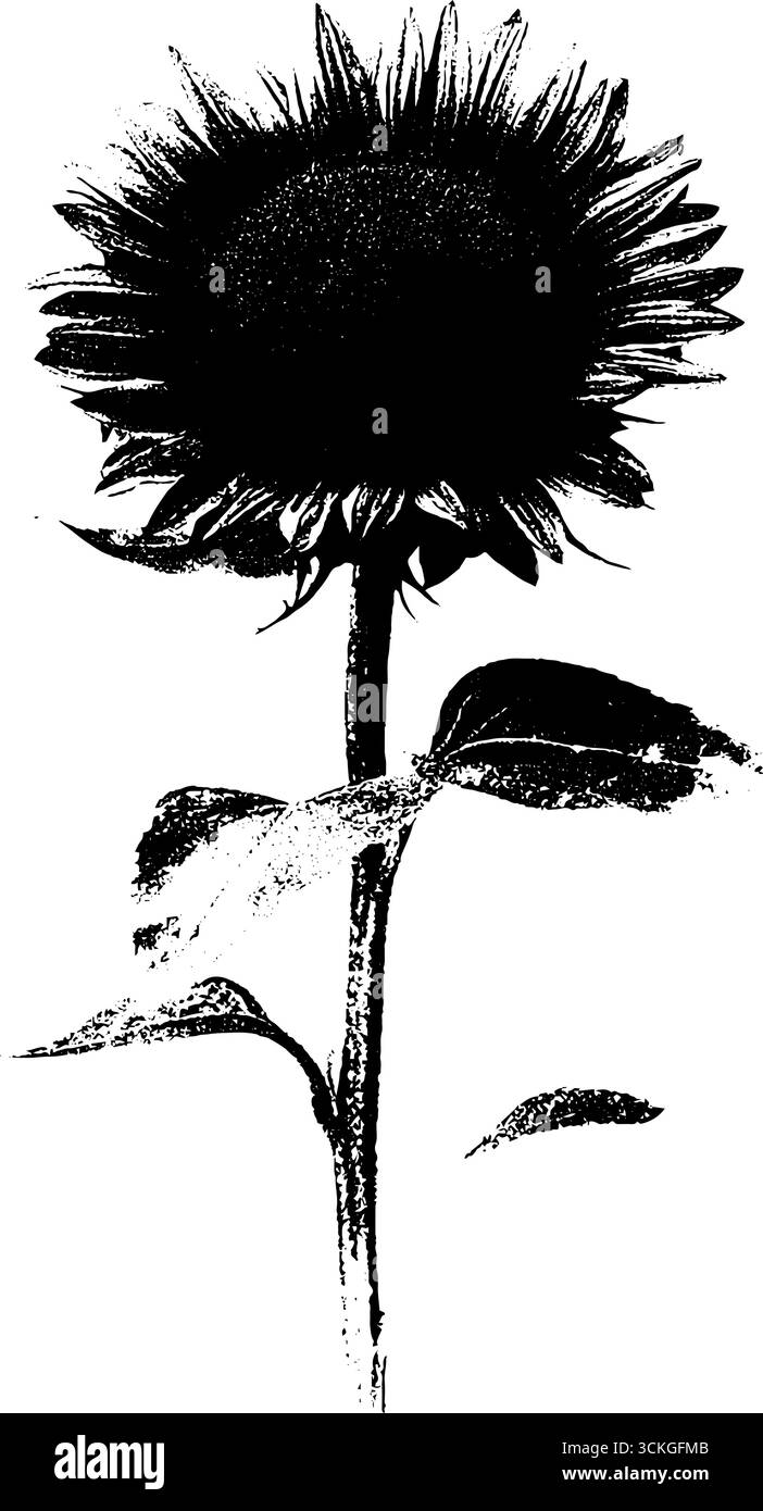 Grunge black and white sunflower illustration for urban art and design ...