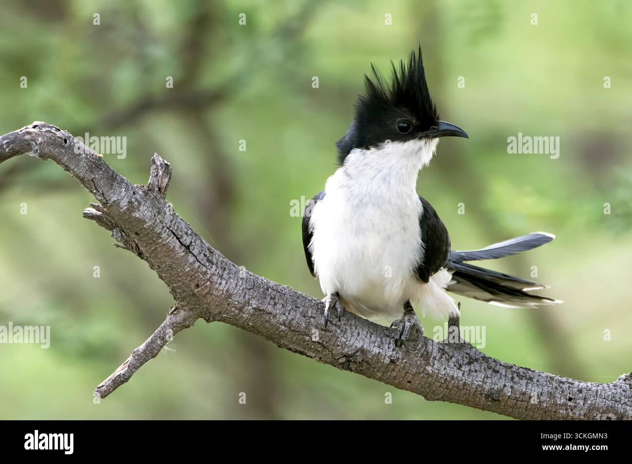 The Pied Cuckoo (Clamator jacobinus), observed in the jungles of ...