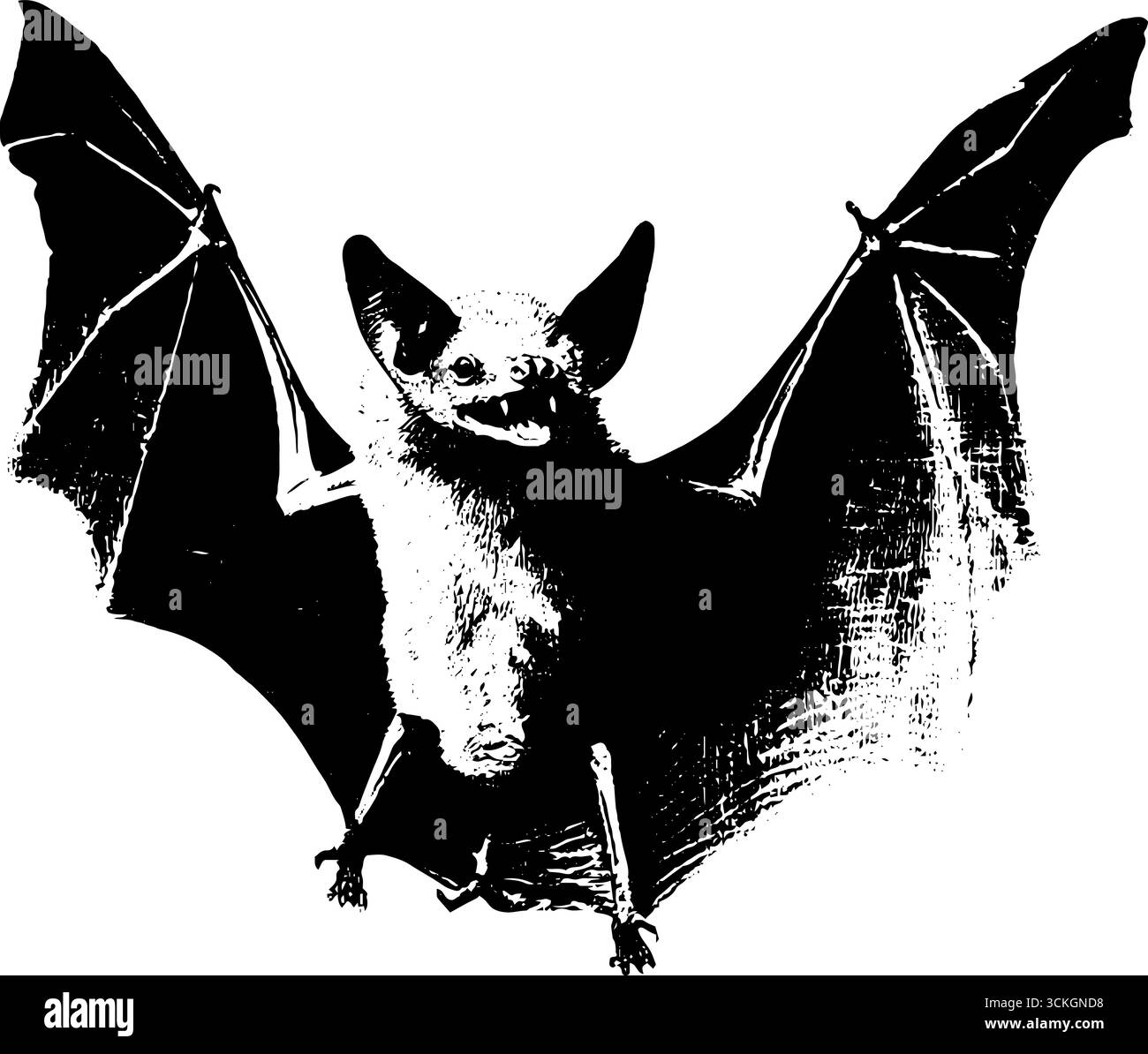 Bat x ray Stock Vector Images - Alamy