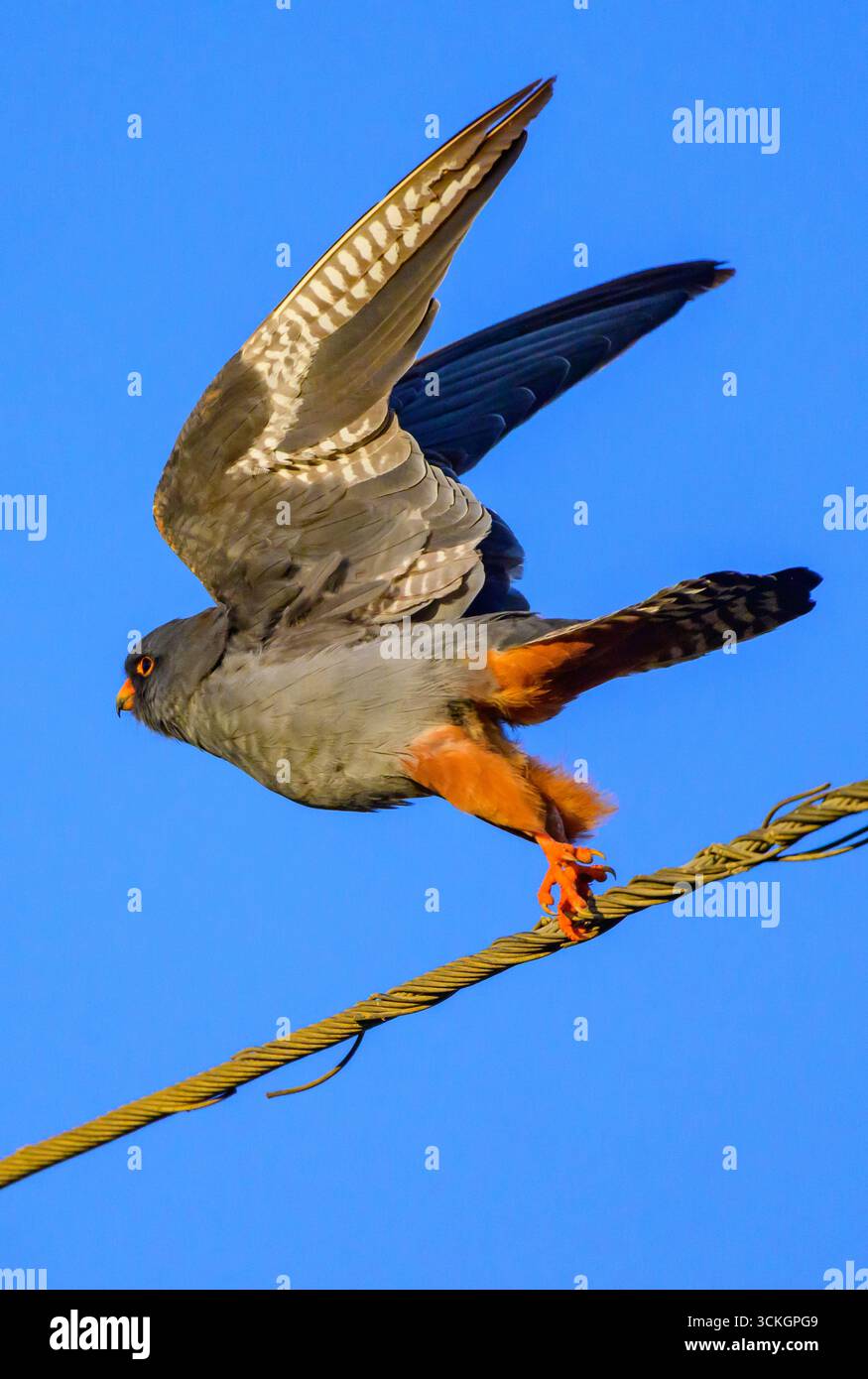 Lebus, Germany. 12th Sep, 2025. A red-footed falcon (Falco vespertinus ...
