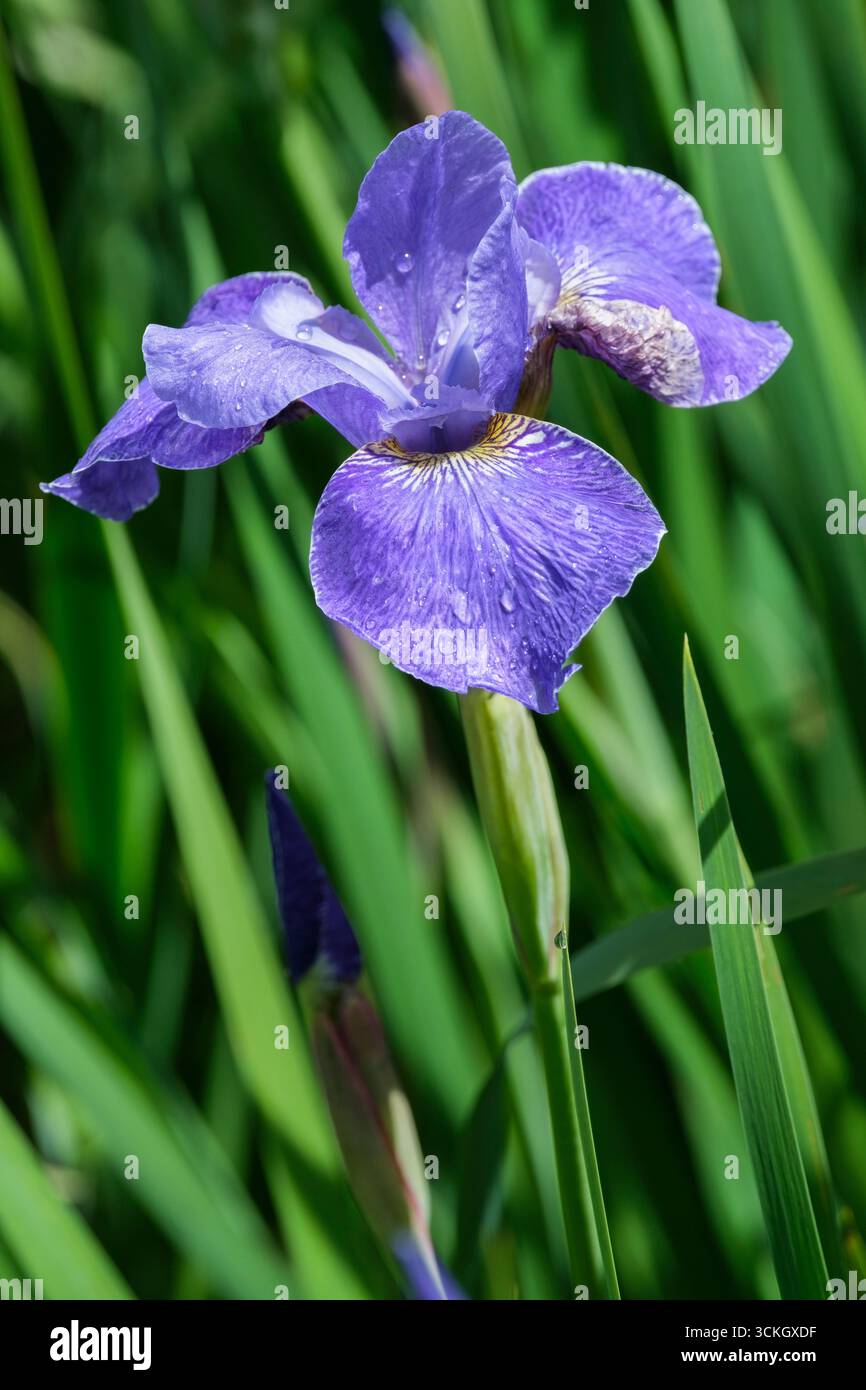 Iris sibirica silver edge hi-res stock photography and images - Alamy