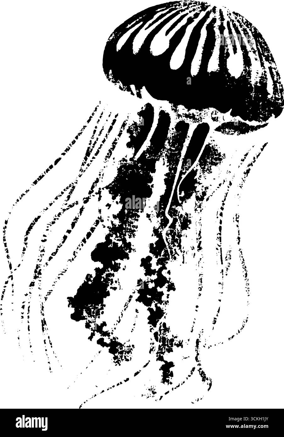 Coastal creature art Black and White Stock Photos & Images - Alamy