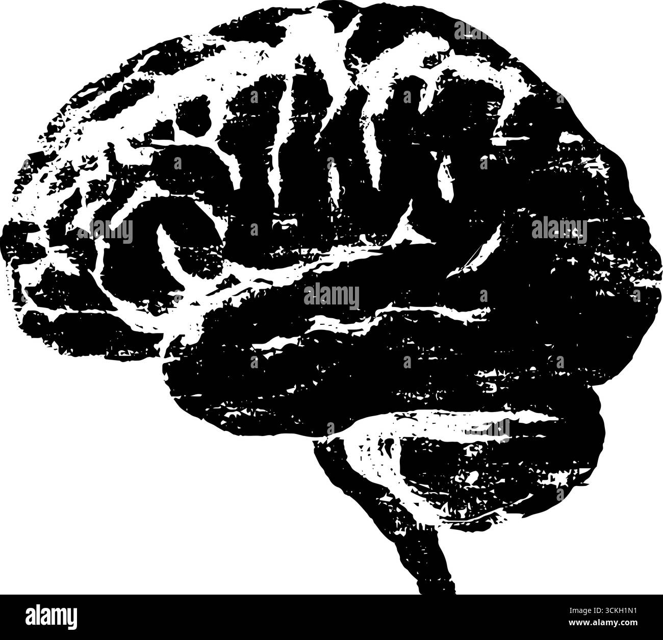 Cortical layer Black and White Stock Photos & Images - Alamy