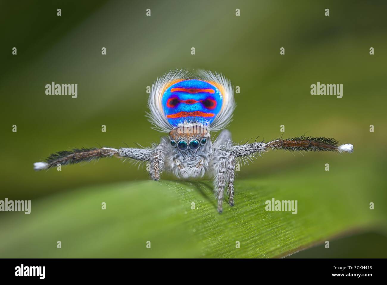 A male Peacock spider (Maratus speciosus - the coastal Peacock spider ...