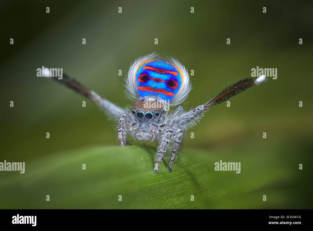 A male Peacock spider (Maratus speciosus - the coastal Peacock spider ...
