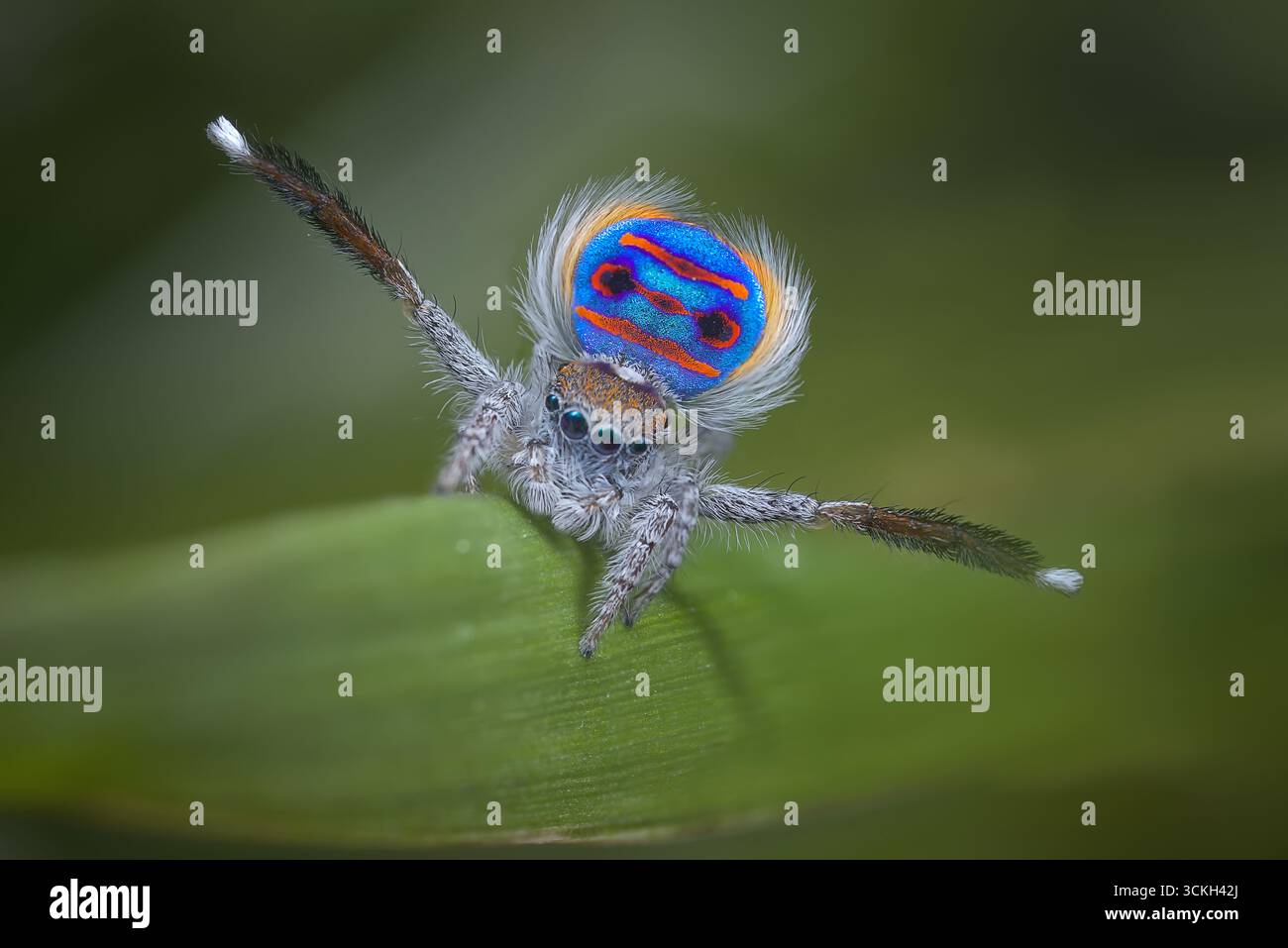 A male Peacock spider (Maratus speciosus - the coastal Peacock spider ...