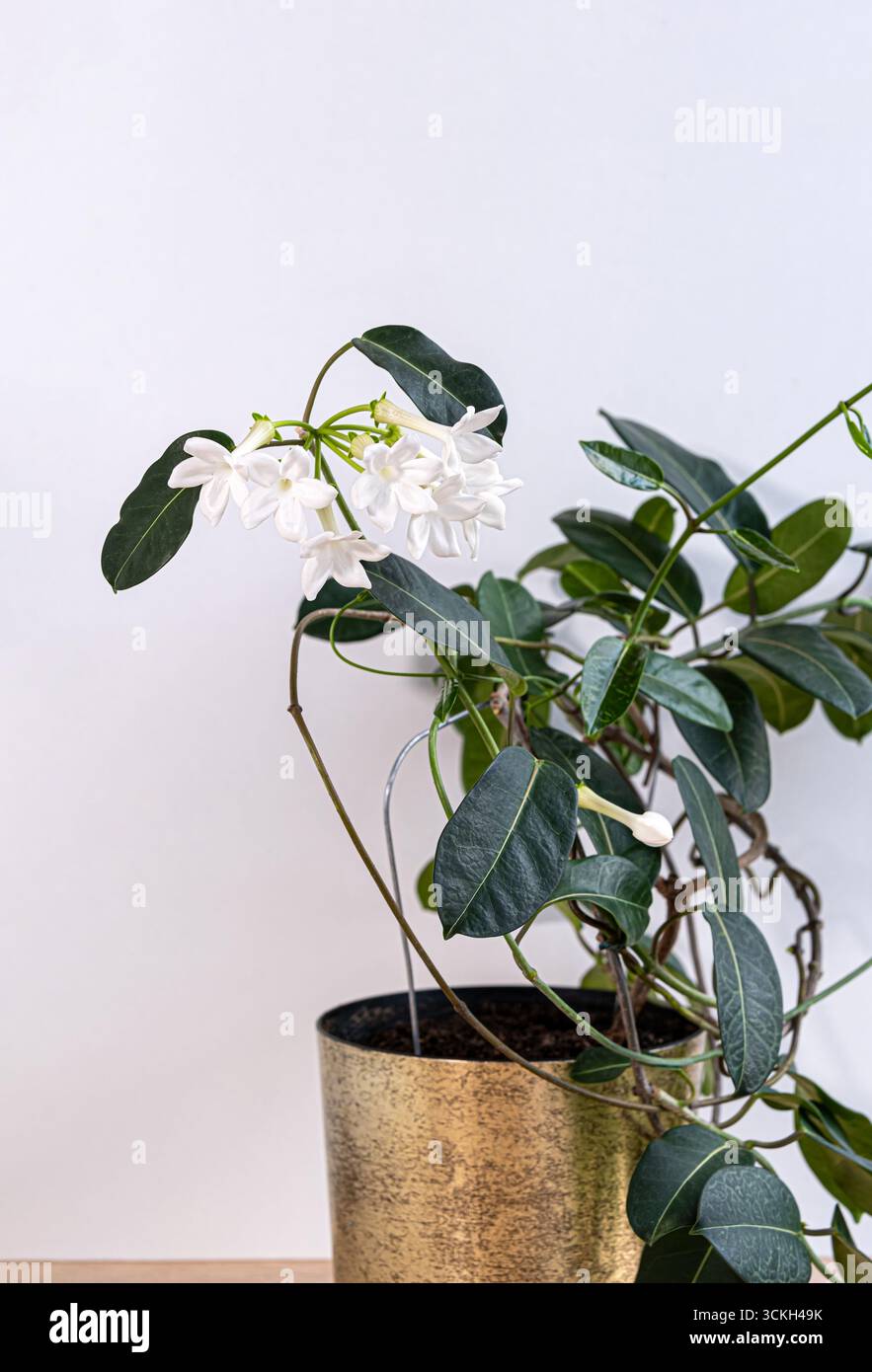 Blooming white stephanotis flowers and glossy leaves on indoor ...
