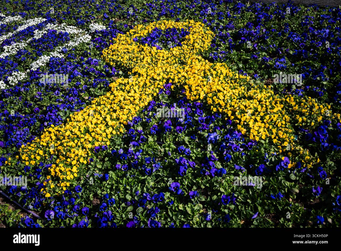 Pansy flowers in the shape of a yellow ribbon, the symbol of solidarity ...
