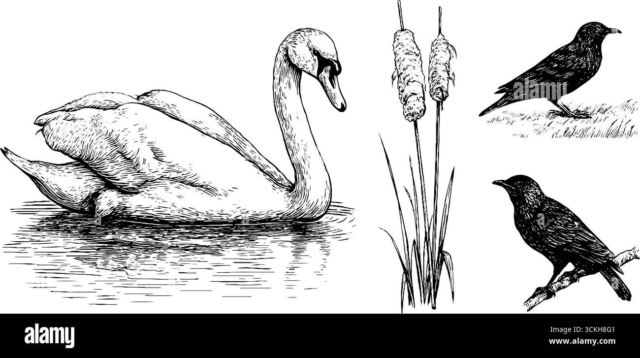 Cattail vector set Stock Vector Images - Alamy