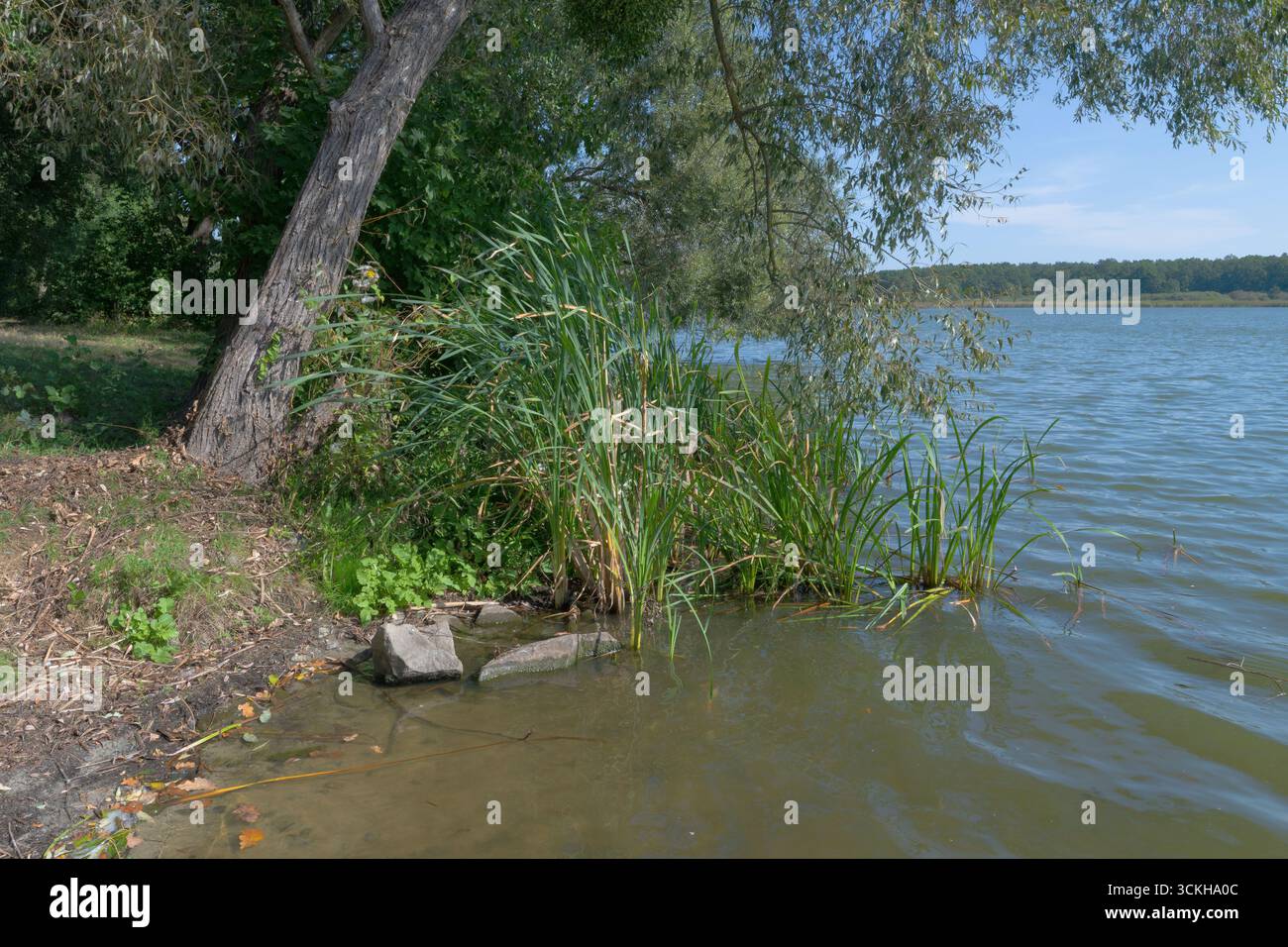 Lakeside View with Lush Vegetation and Overhanging Tree Stock Photo - Alamy