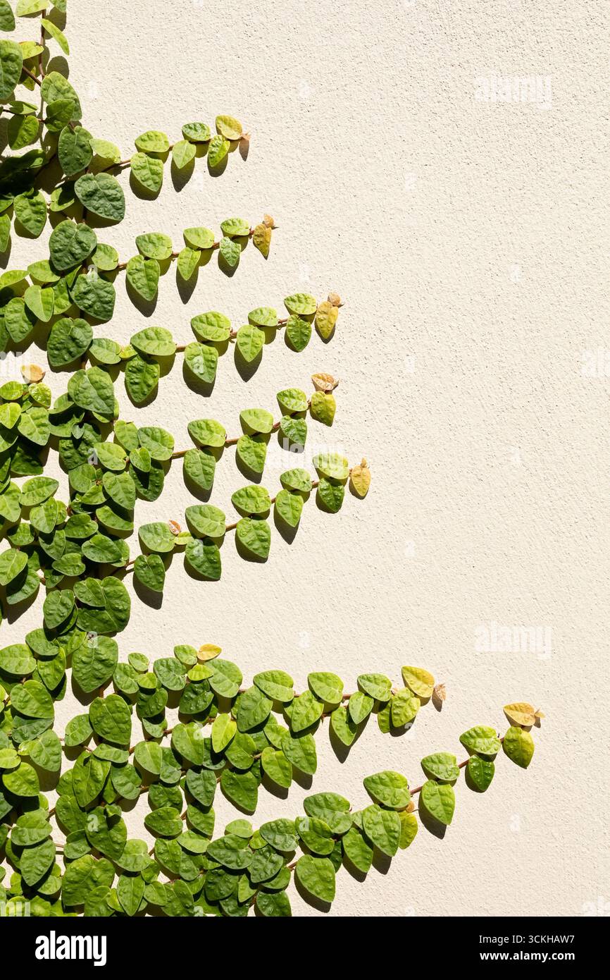 Close-up photograph of cat's claw, a plant native to South America ...
