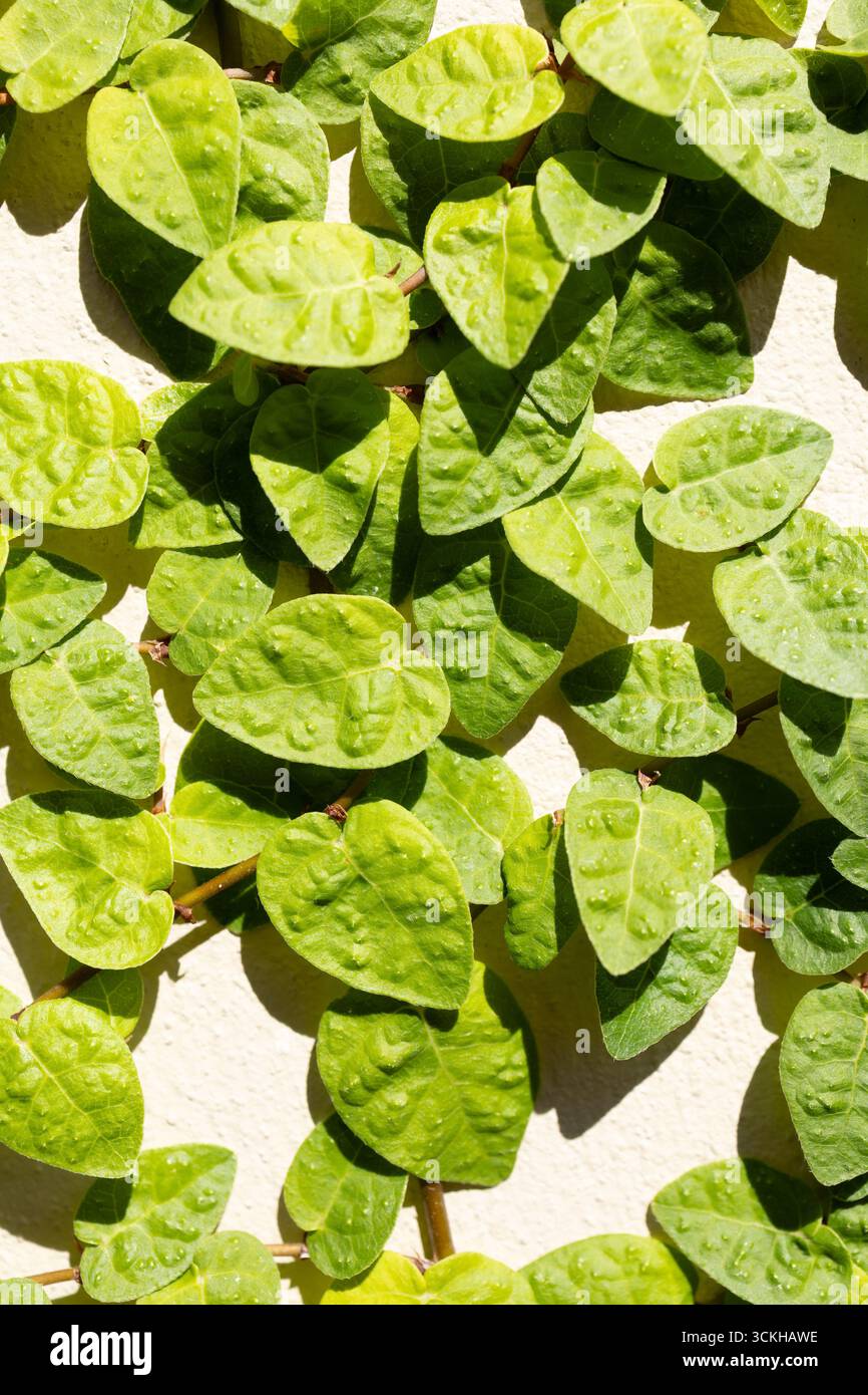 Close-up photograph of cat's claw, a plant native to South America ...