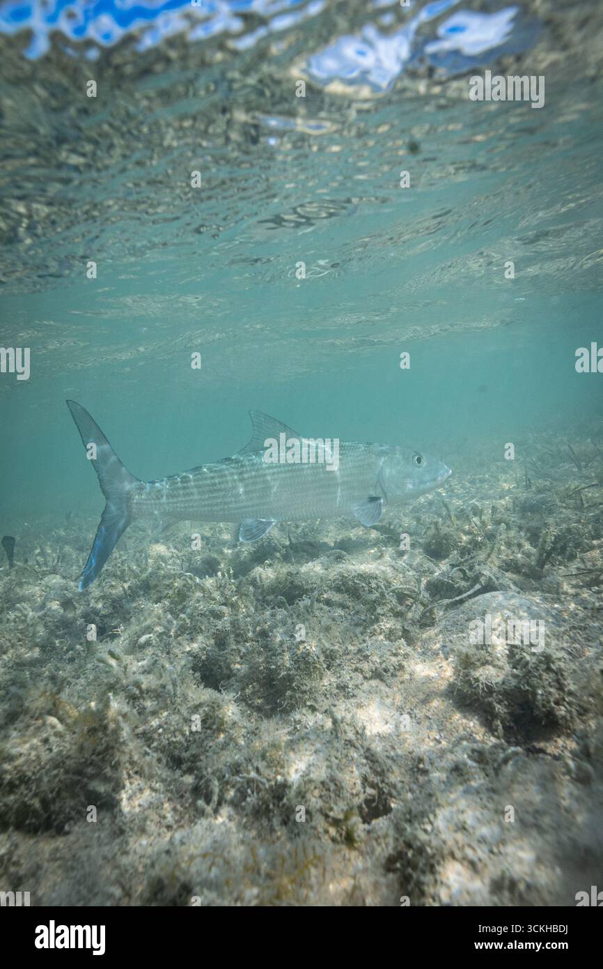 A bonefish swimming underwater on a sand flat Stock Photo - Alamy