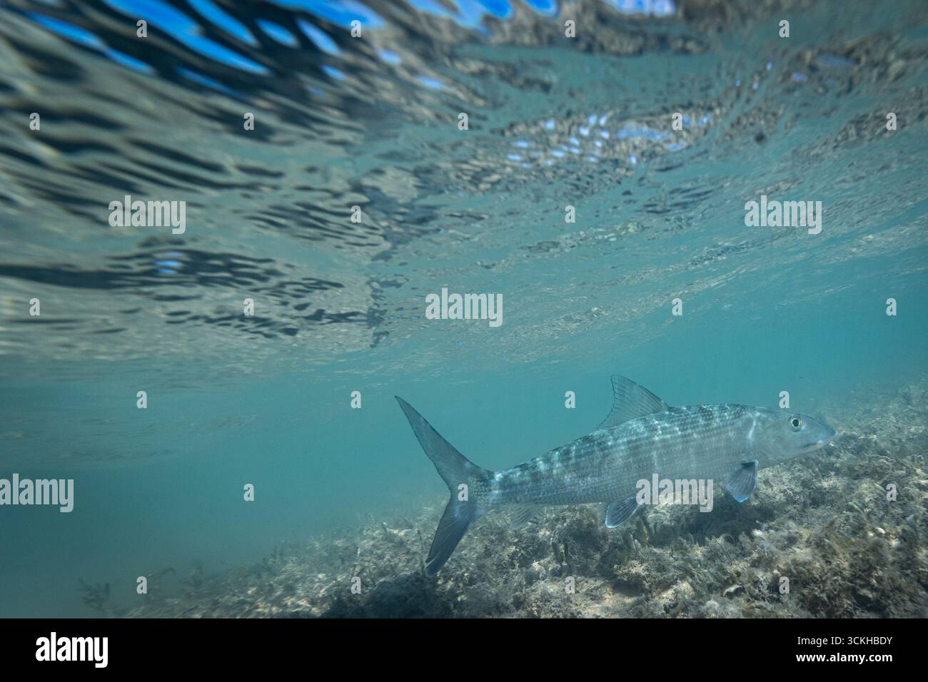 Bonefish swimming underwater on hi-res stock photography and images - Alamy