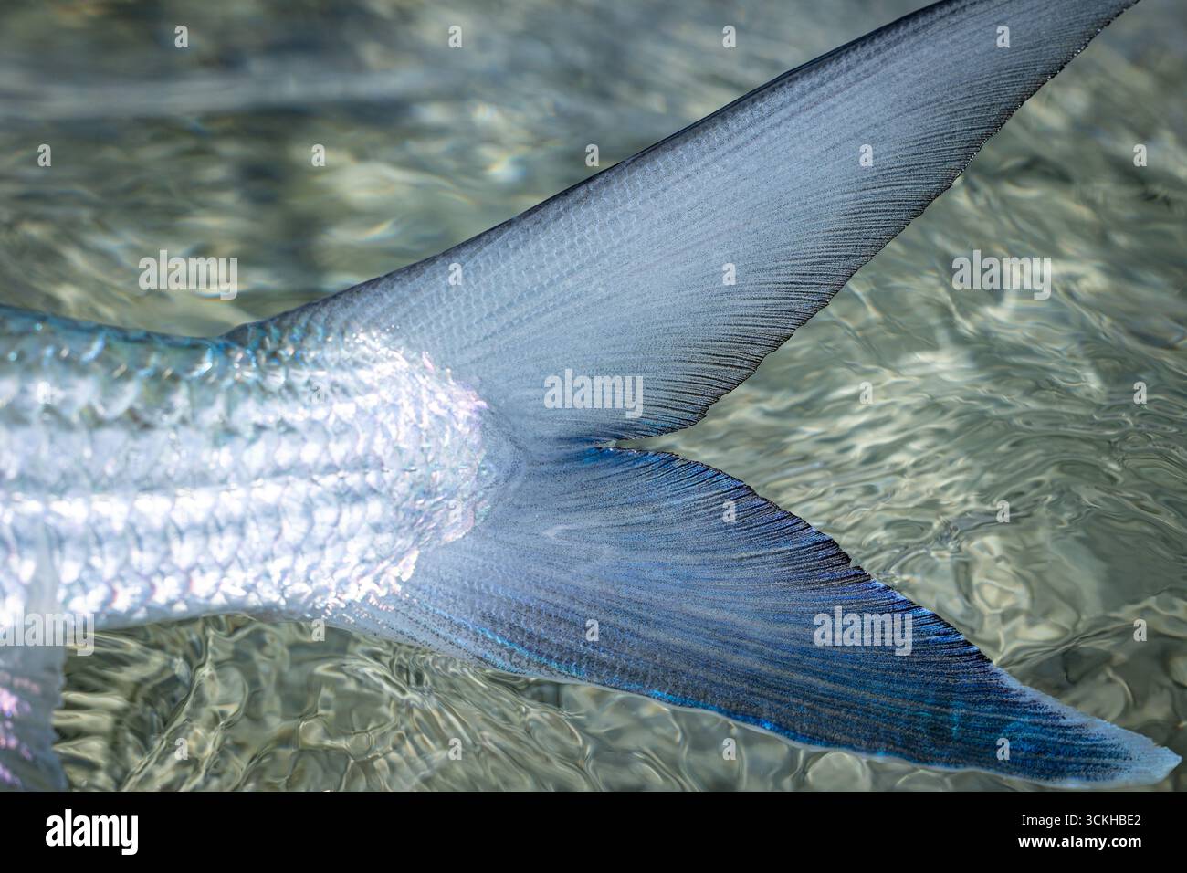 Bonefish tail hi-res stock photography and images - Alamy
