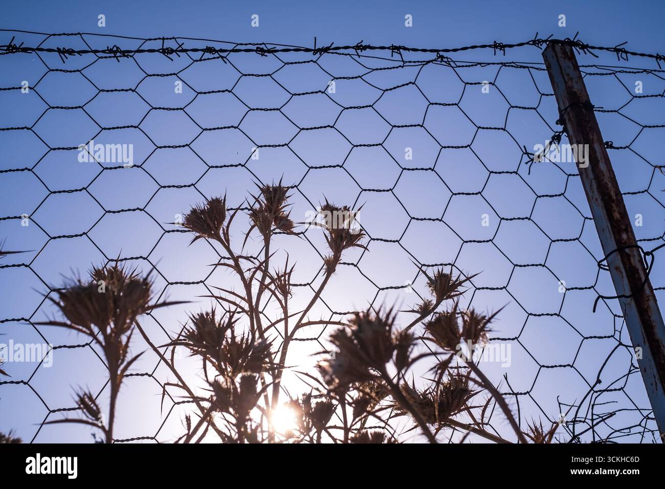 thistle thorn growing behind barbed wire, symbol of lack of freedom ...