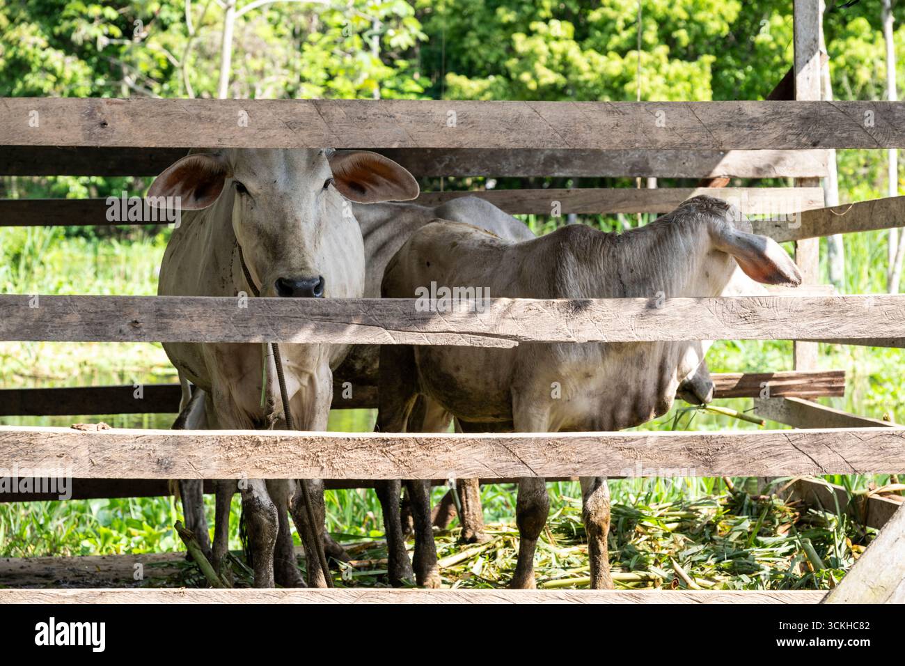 Couple of cows in floating corral in amazon riverside community Stock ...