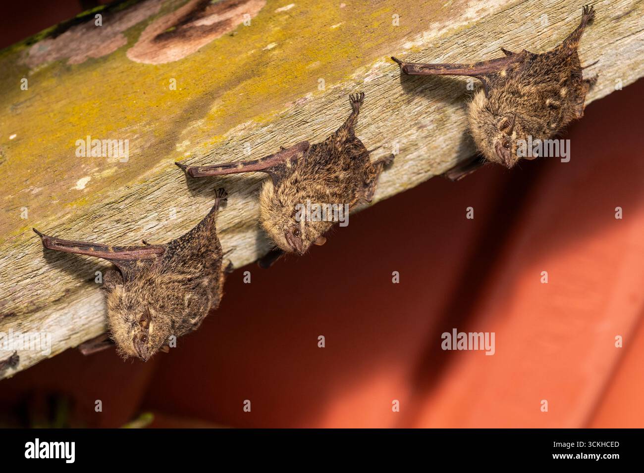 Bats hanging on ceiling hi-res stock photography and images - Alamy