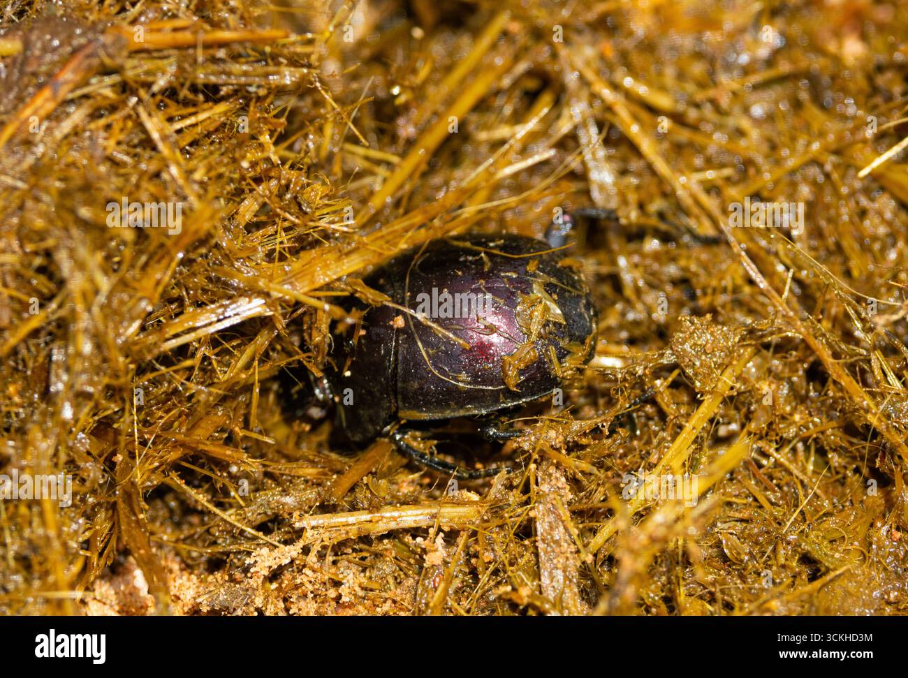 A common ball-roller, the Plum Dung Beetle is quick to find fresh dung ...
