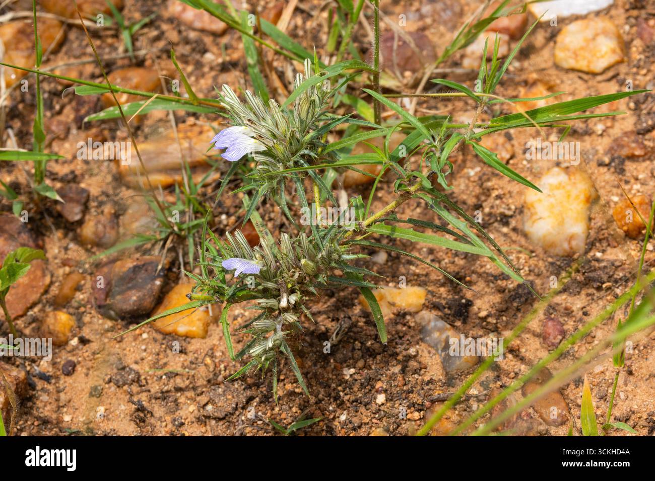A ground hugging plant of gravel and marshy soils, the Wild barbel has ...