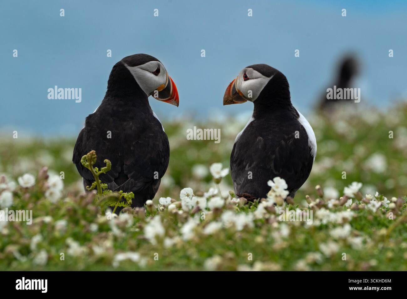 Ornamental puffins hi-res stock photography and images - Alamy