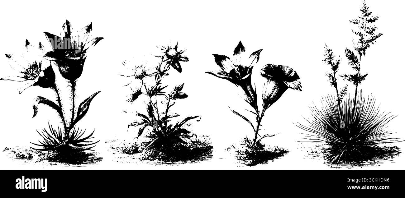 Vintage engraving of alpine flora collection featuring edelweiss for ...