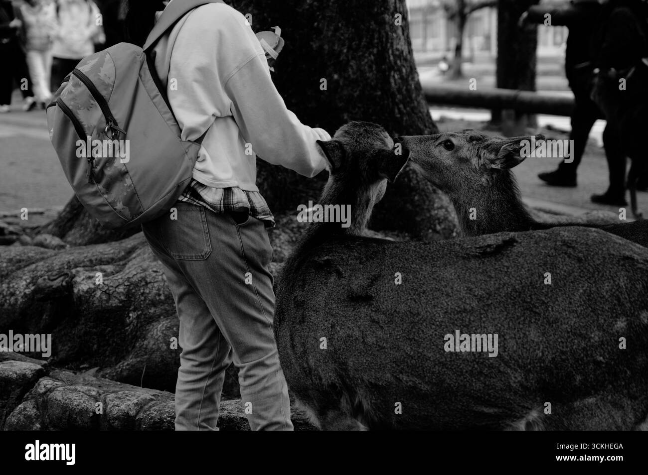 Shika animals hi-res stock photography and images - Alamy