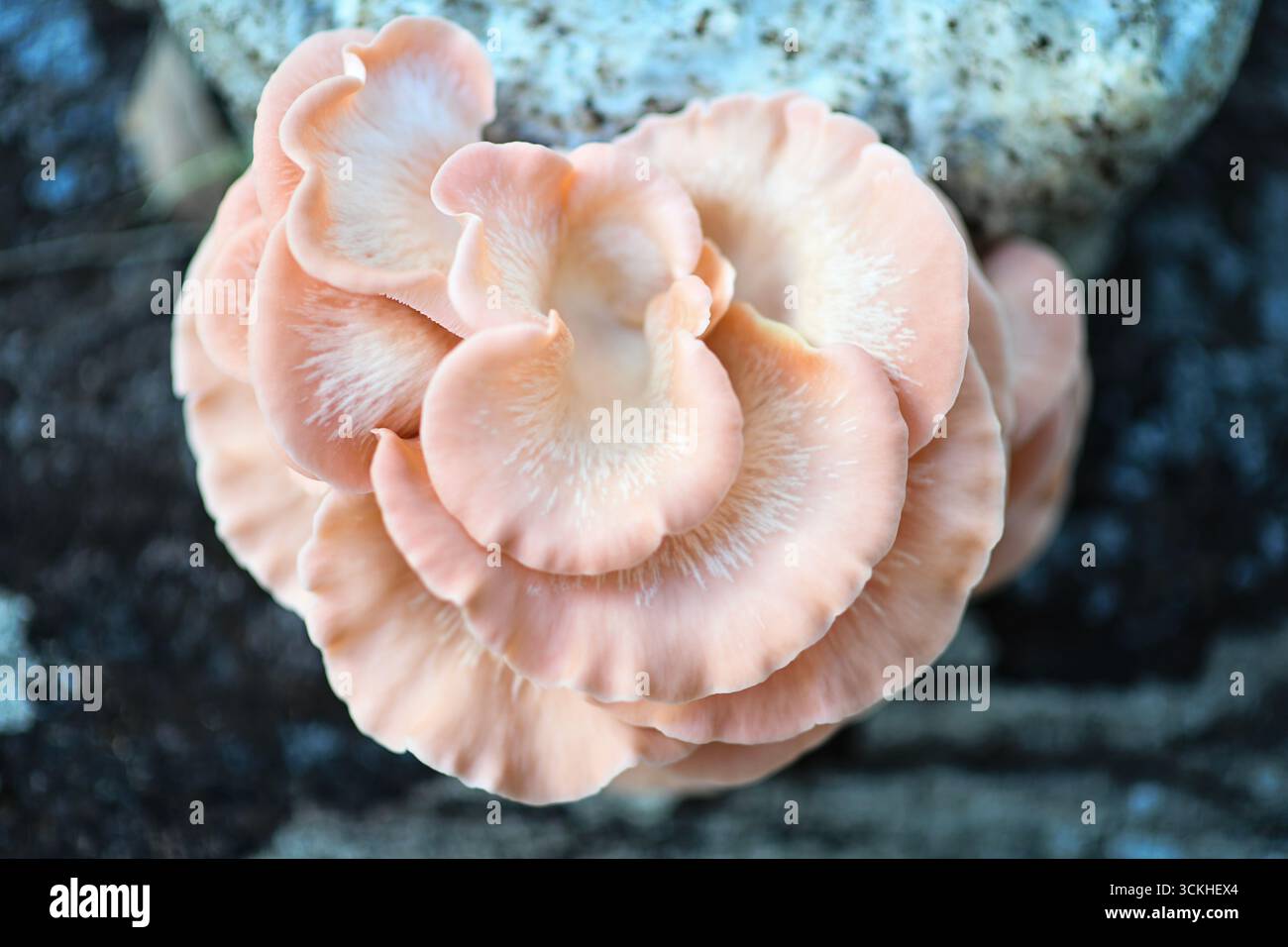 Formation of mycelium hi-res stock photography and images - Alamy