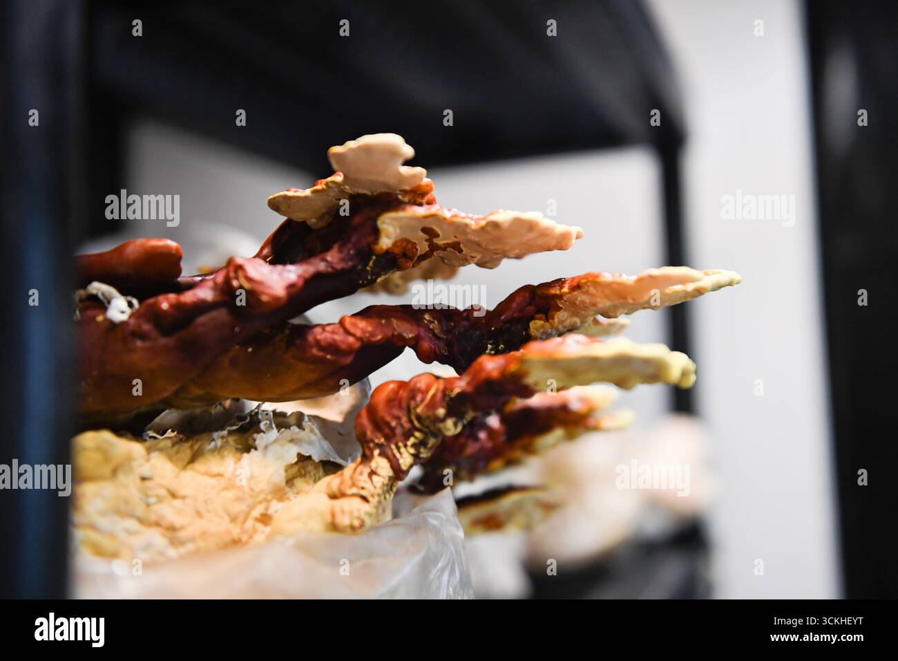Antler ganoderma lucidum hi-res stock photography and images - Alamy