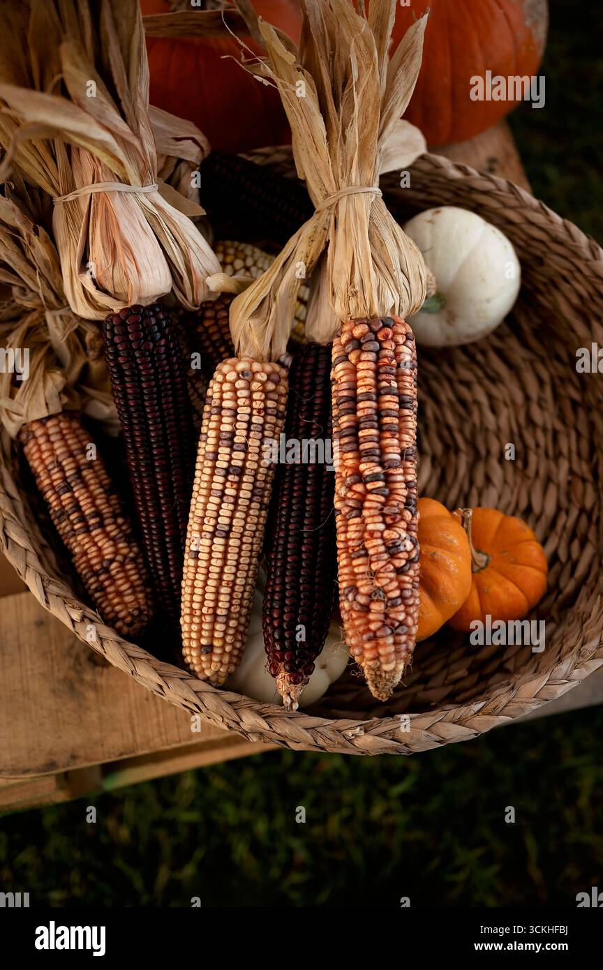 Heirloom corn hi-res stock photography and images - Alamy