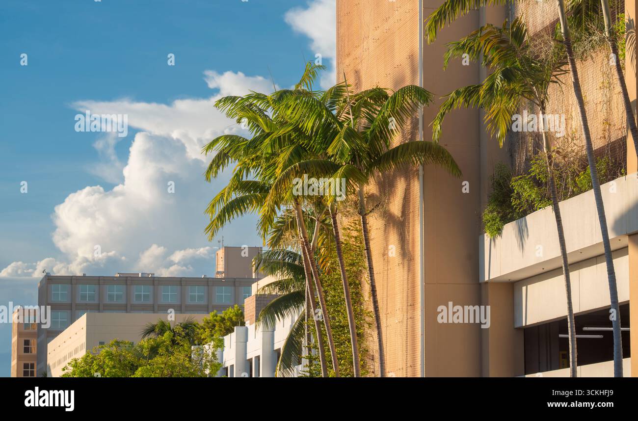 palm trees and buildings miami Florida Stock Photo - Alamy