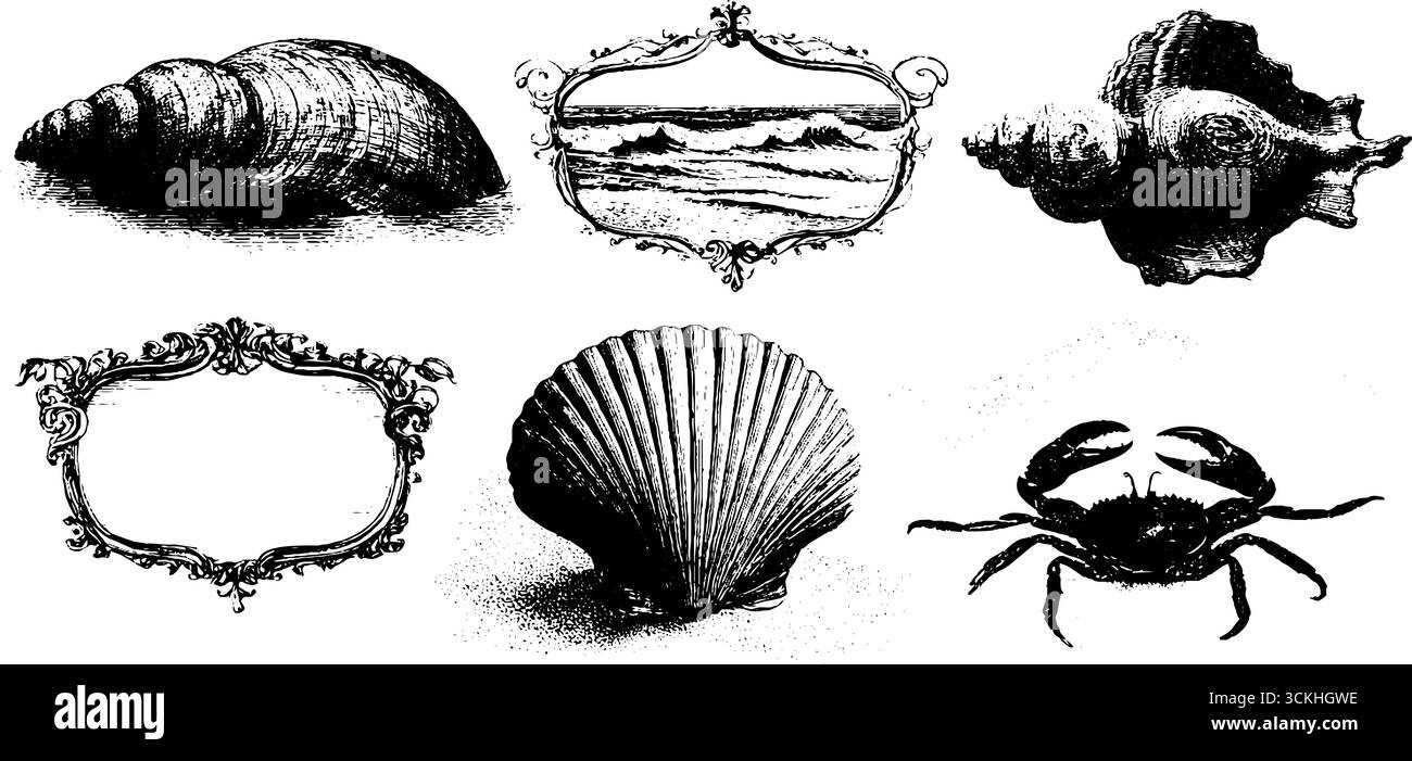 Engraved sea creatures Stock Vector Images - Alamy