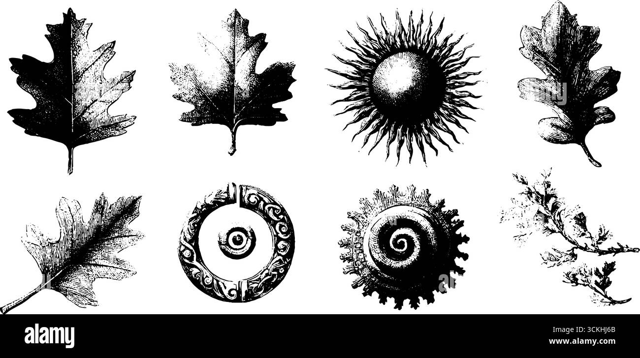 Vintage engraving collection oak Black and White Stock Photos & Images ...