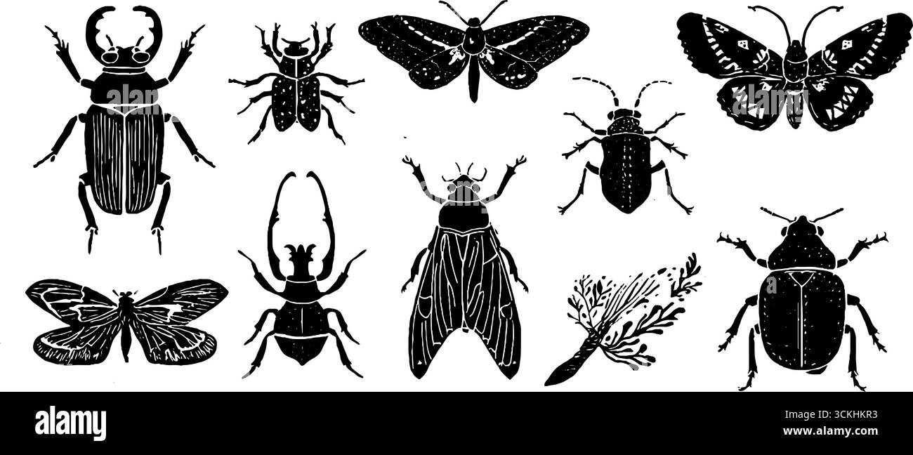 Nocturnal insects collection - stag beetle and moths design for posters ...