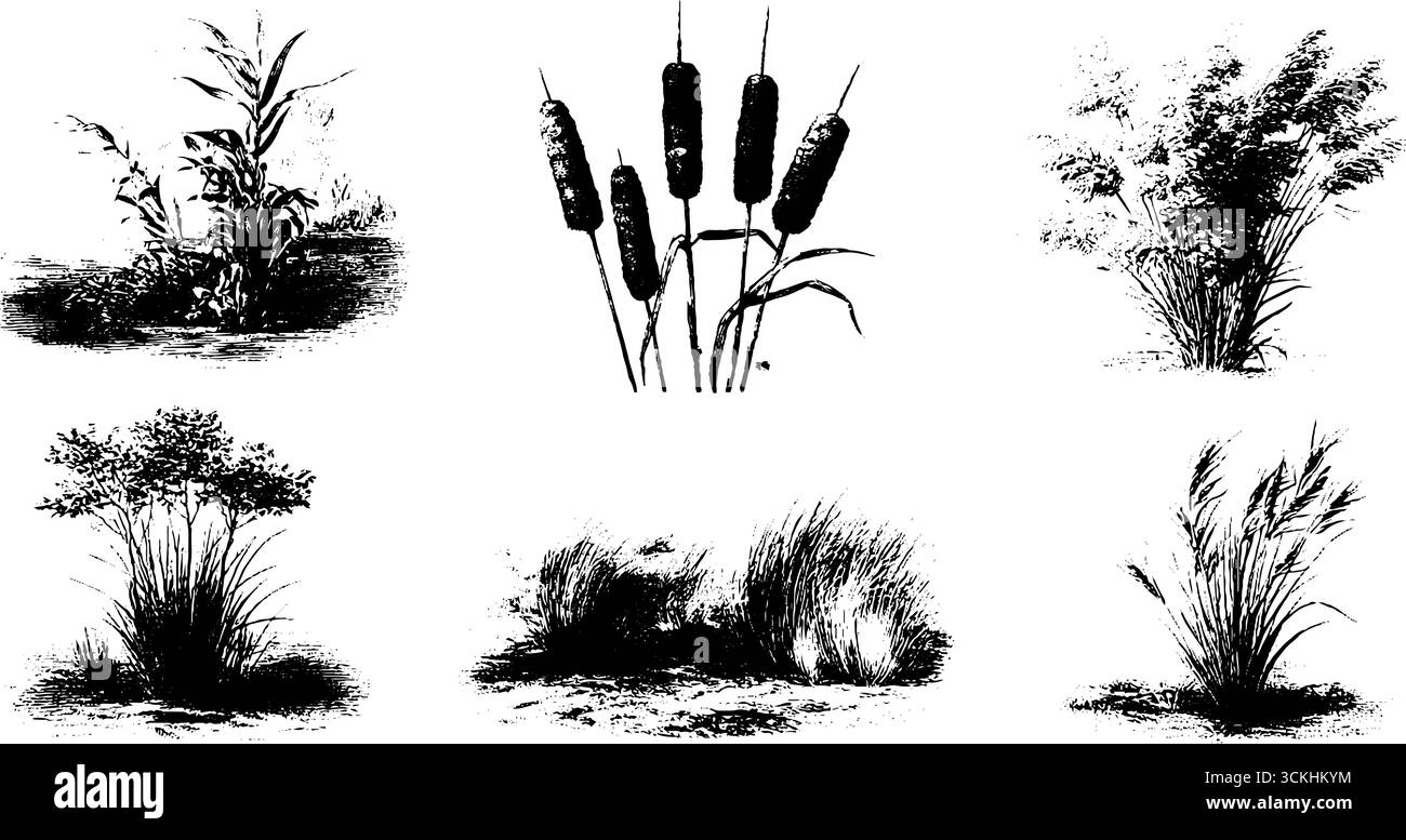 Vintage reed leaf and plant engraving collection for design and ...