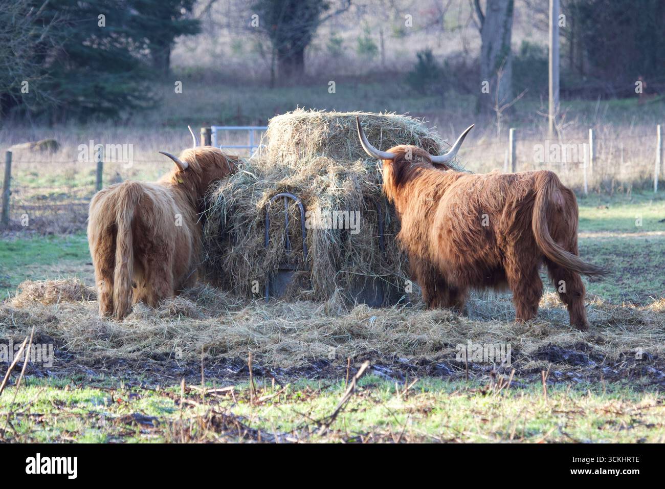 Highland cattle bull in hi-res stock photography and images - Alamy