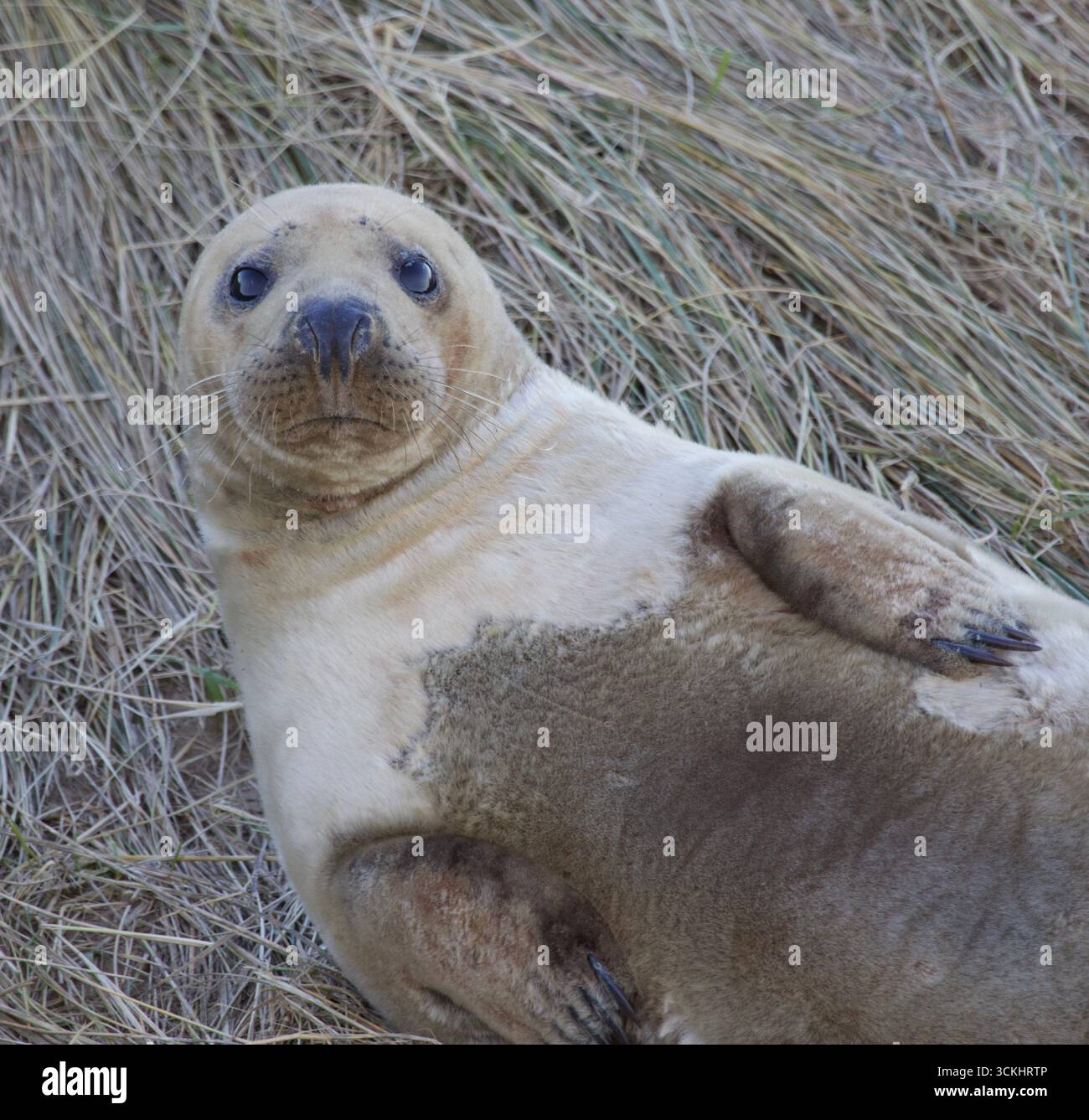 Norfolk Grey seals on Horsey Beach, cute seal! Stock Photo - Alamy