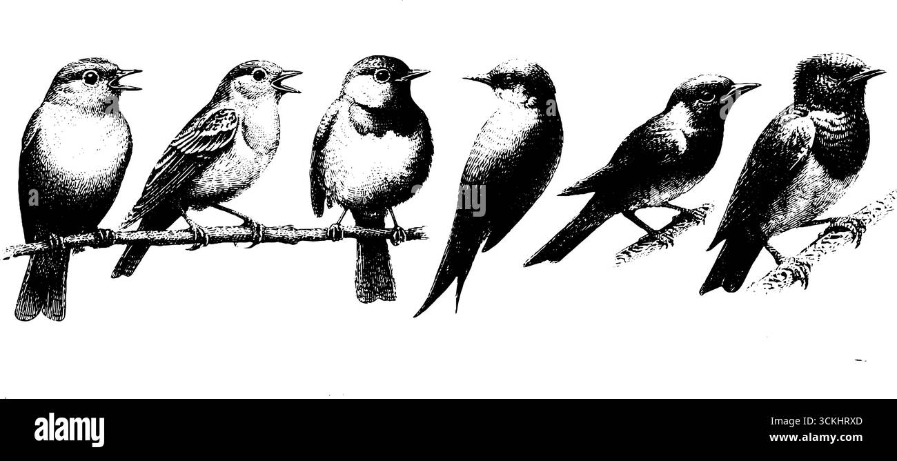 Birds singing nightingale robin Stock Vector Images - Alamy