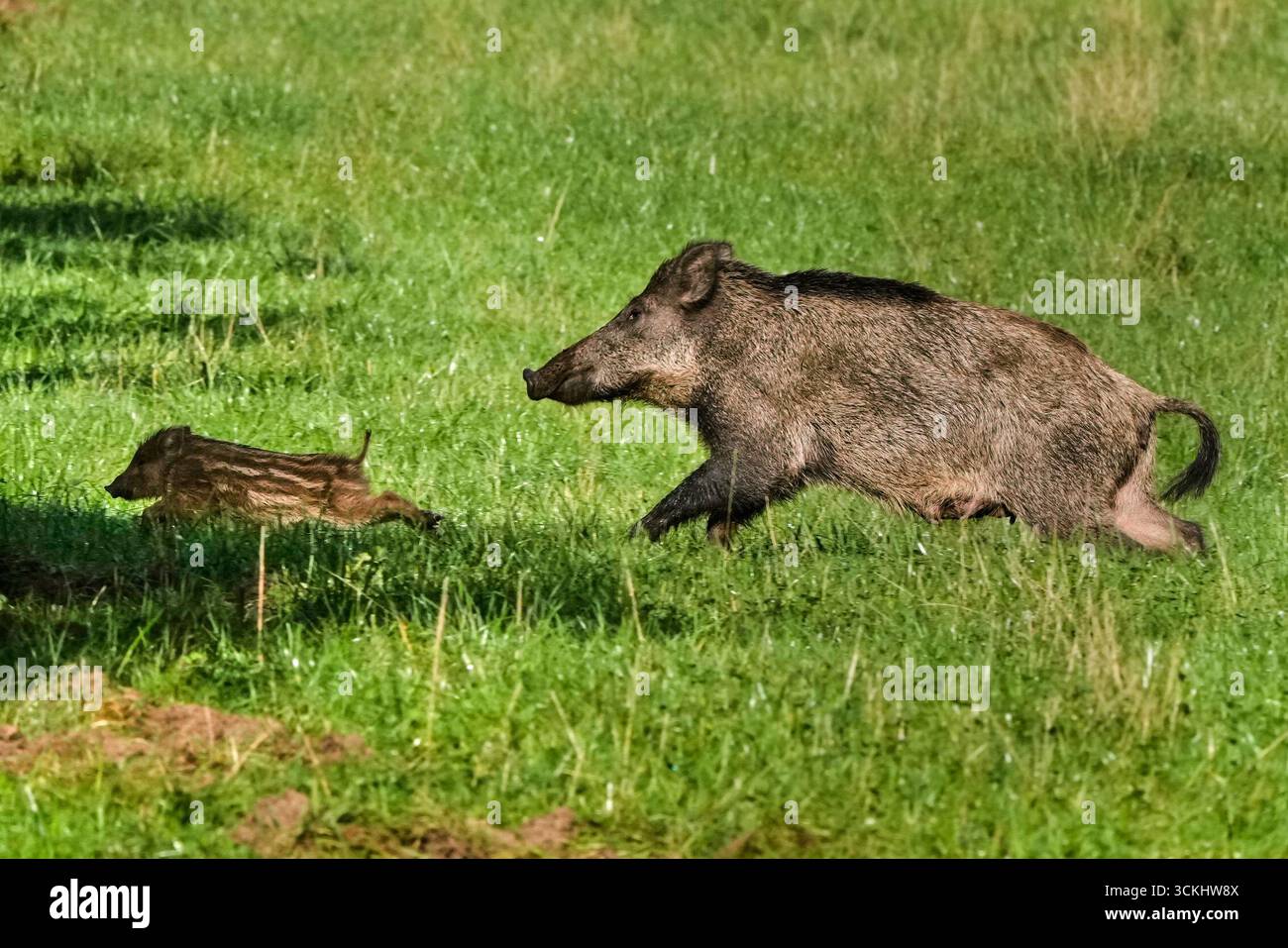 Wild boars run on a meadow in a forest of the Taunus region near ...