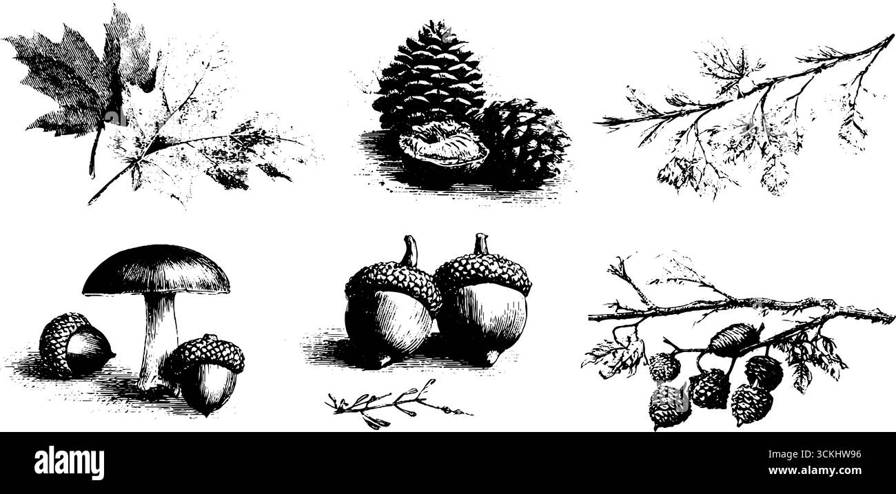 Fall forest floor engravings collection featuring leaves, acorns, and ...